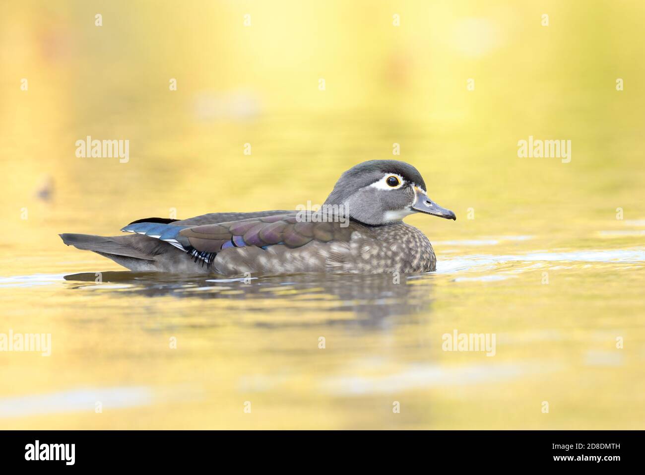 Female wood duck close up hi-res stock photography and images - Alamy