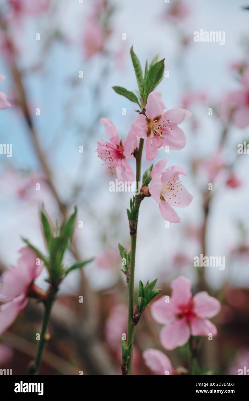 Bright pink spring flowers against a blue sky. Spring blooming of ...