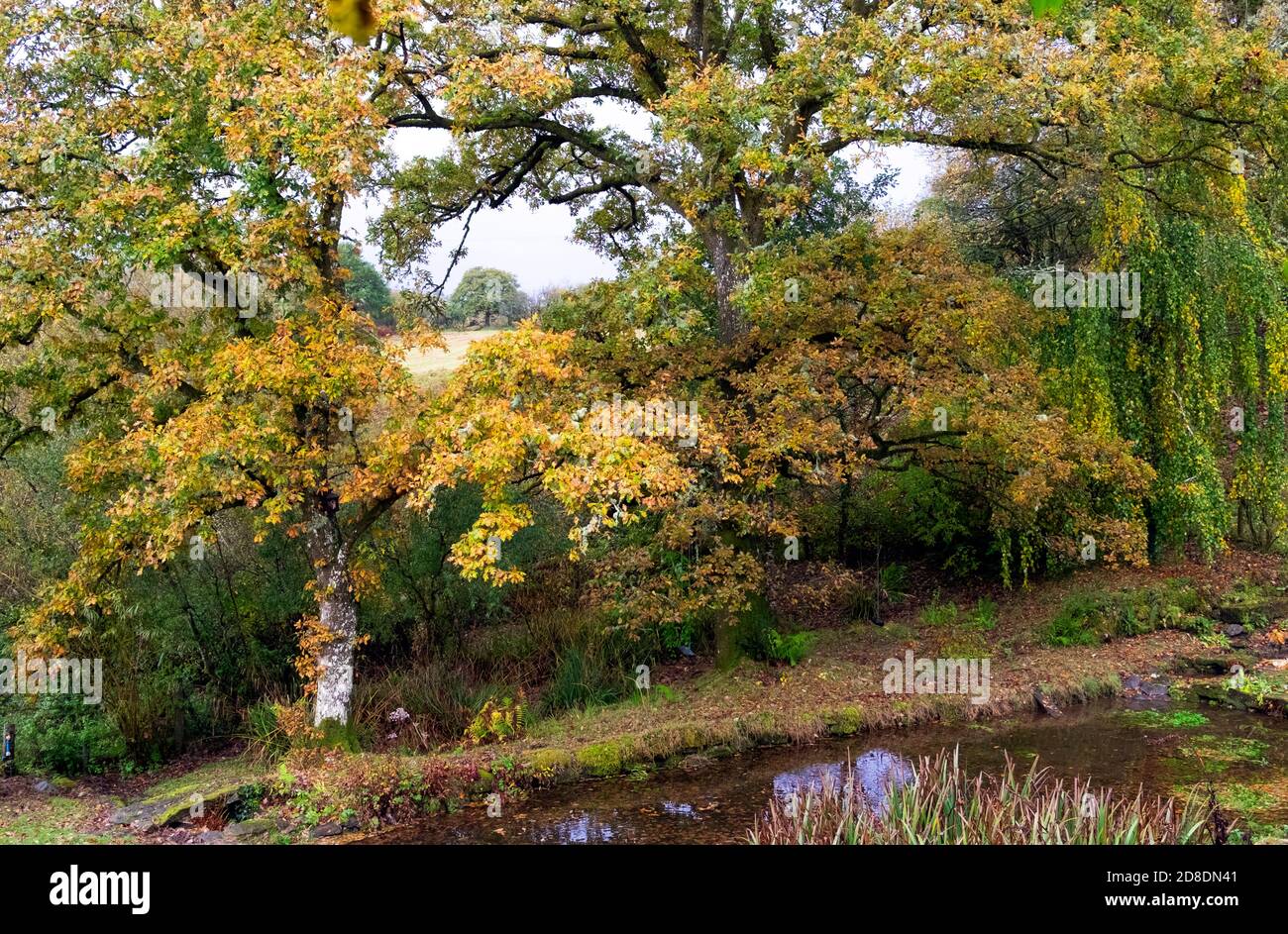 Oak trees with autumn colours hi-res stock photography and images - Alamy