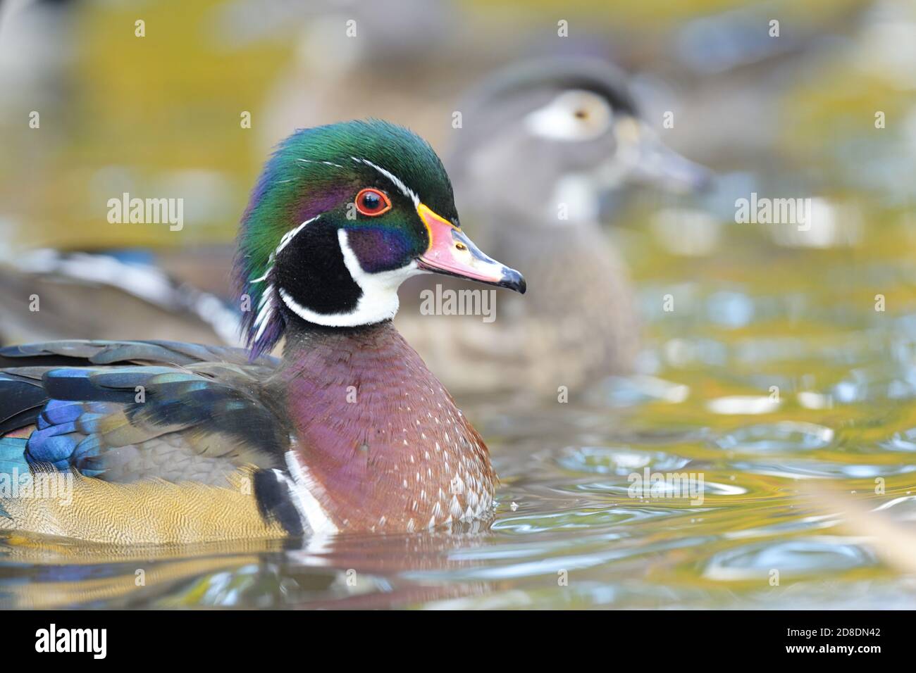 A Wood Duck with fall colors reflecting in the water Stock Photo - Alamy