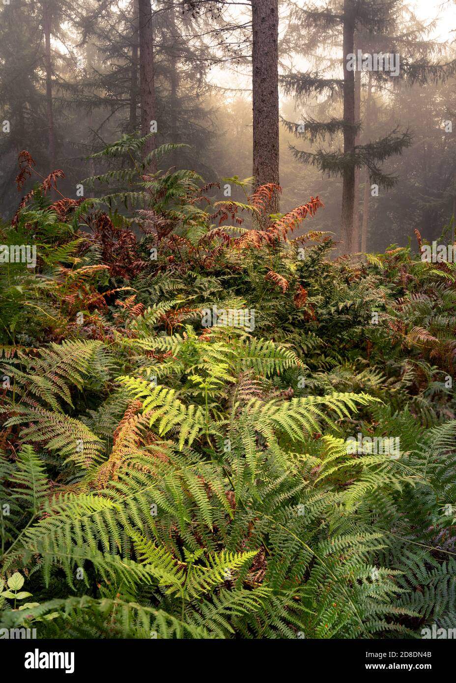Lush green and orange ferns with tall woodland trees in background ...