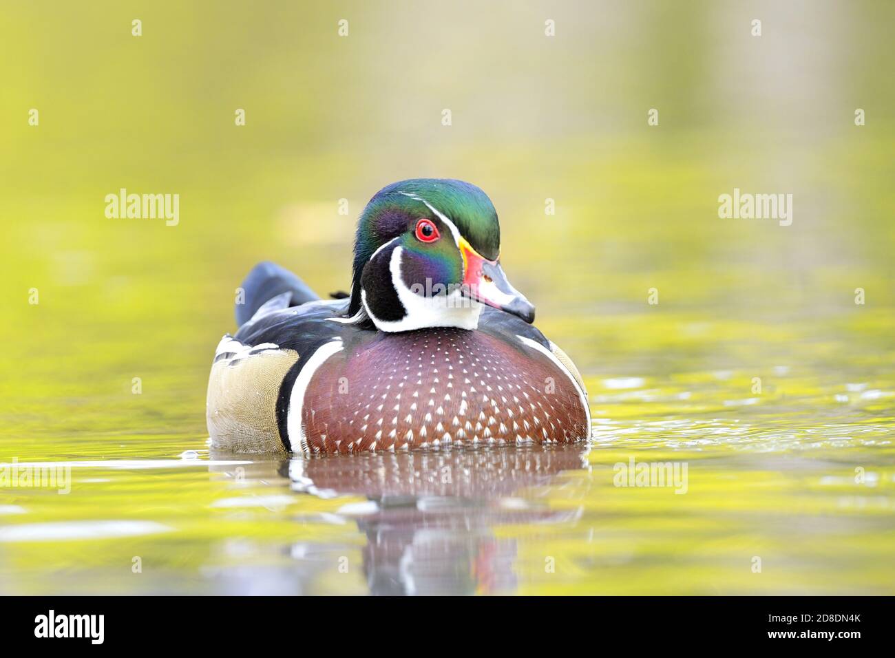 A Wood Duck with fall colors reflecting in the water Stock Photo - Alamy