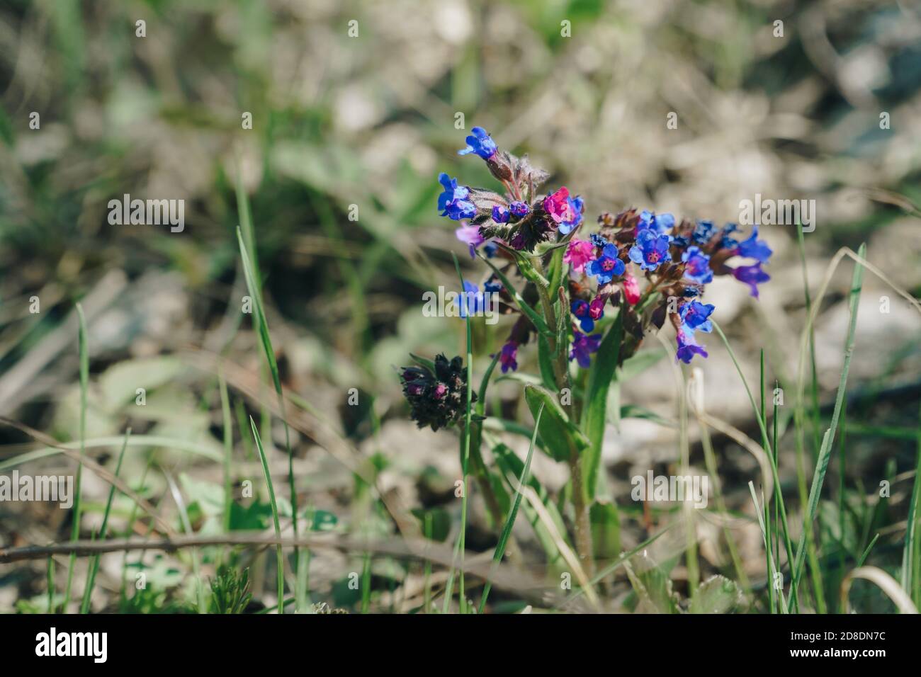 Spring field blue flowers with green leaves Stock Photo - Alamy