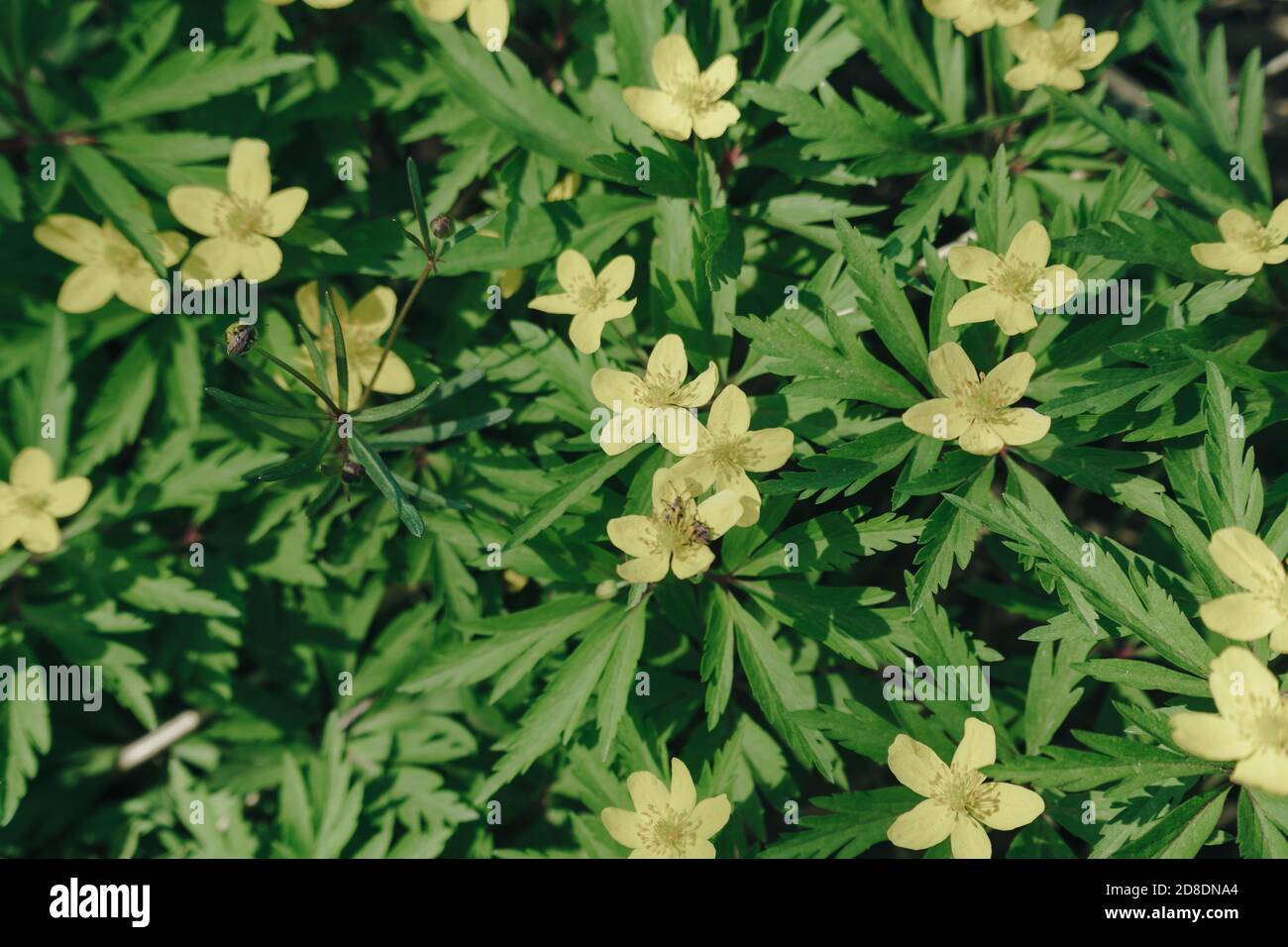 First of the spring wildflowers hi-res stock photography and images - Alamy