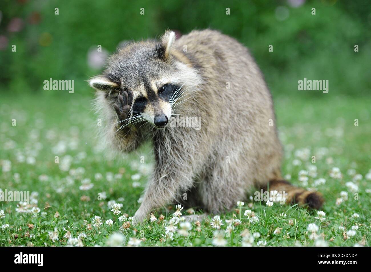 Raccoon eating hi-res stock photography and images - Alamy
