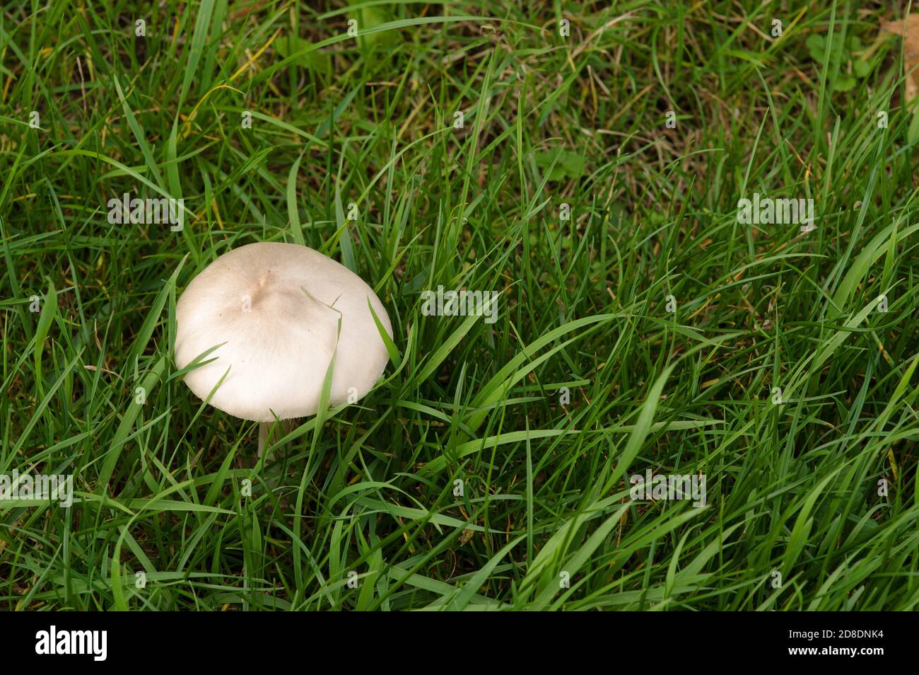 Destroying angel mushroom hi-res stock photography and images - Alamy