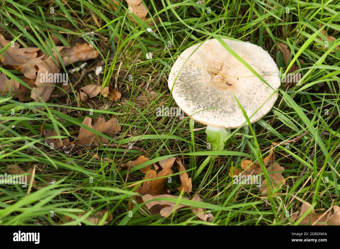 Death Cap Mushroom High Resolution Stock Photography and Images - Alamy