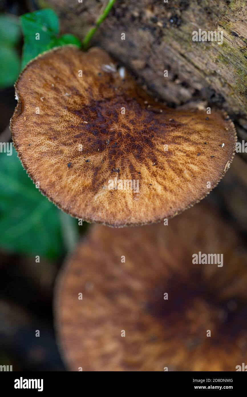 Pluteus fungi hi-res stock photography and images - Alamy