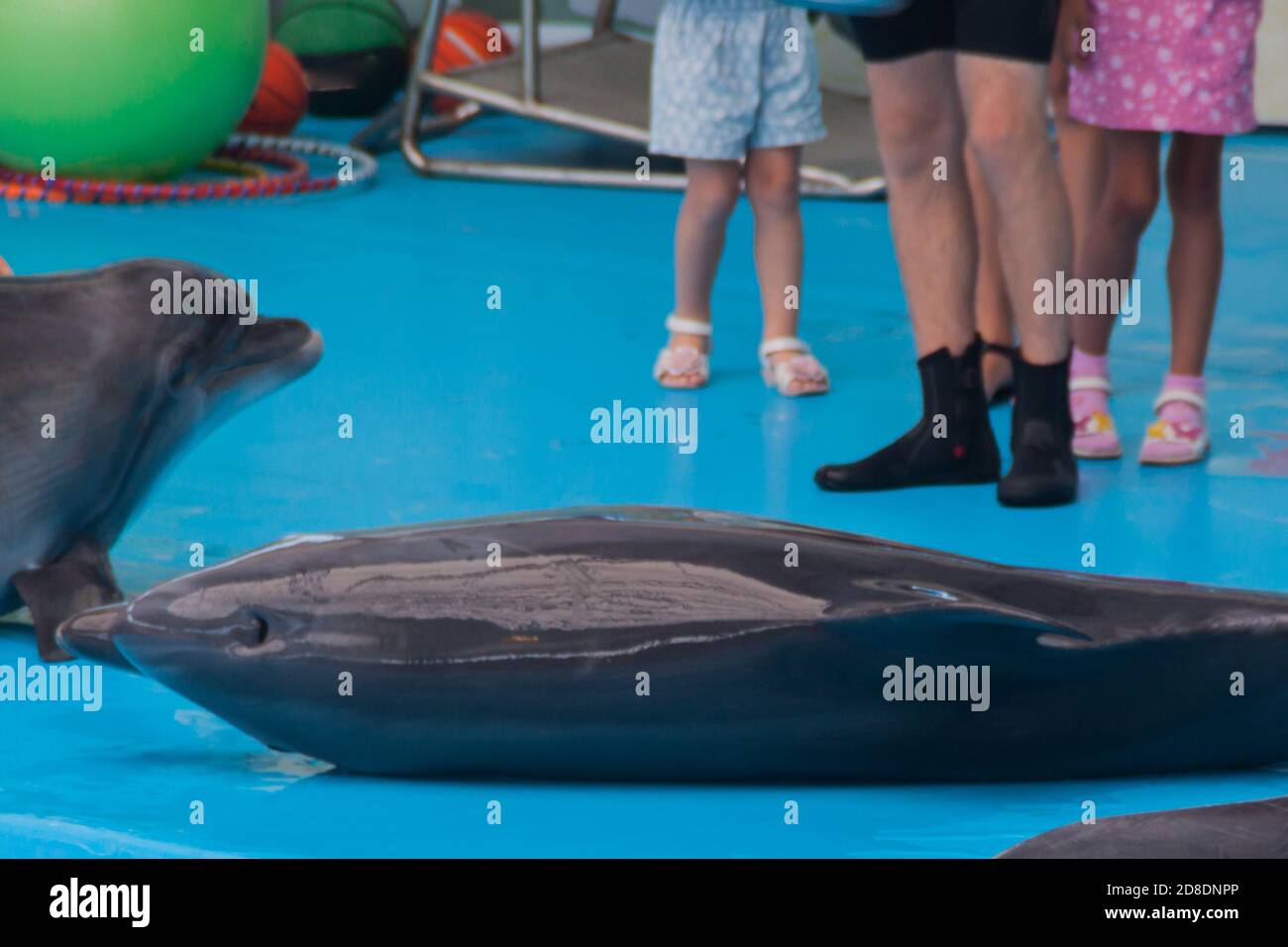 Cute sad trained dolphin performs in dolphinarium, aquarium. wild ...