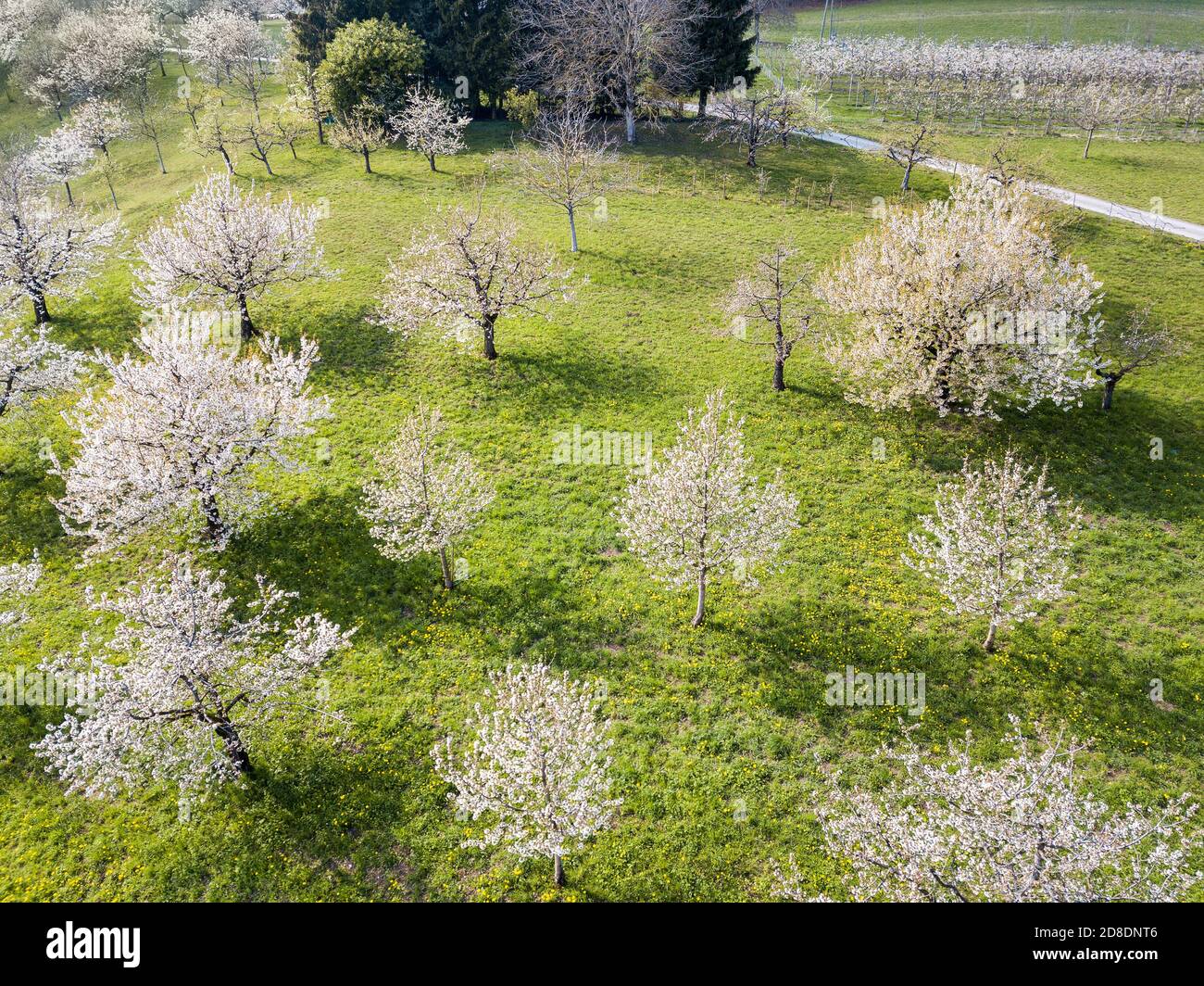 Aerial view over fruit orchard hi-res stock photography and images - Alamy
