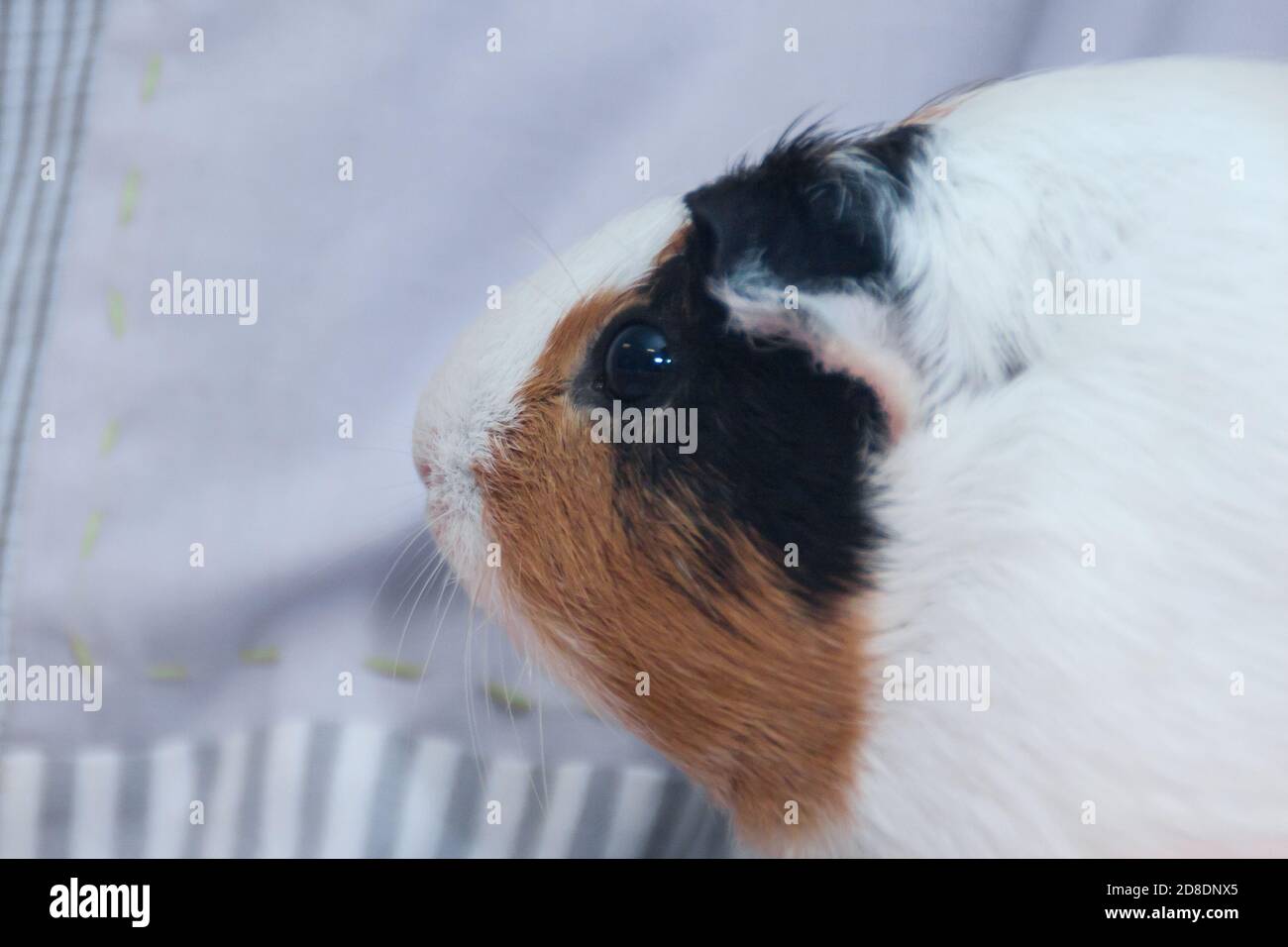 Fluffy guinea pig hi-res stock photography and images - Alamy