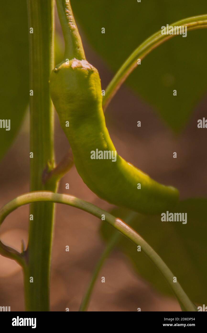 small green fresh hot chili peppers growing on a foliage branch close ...