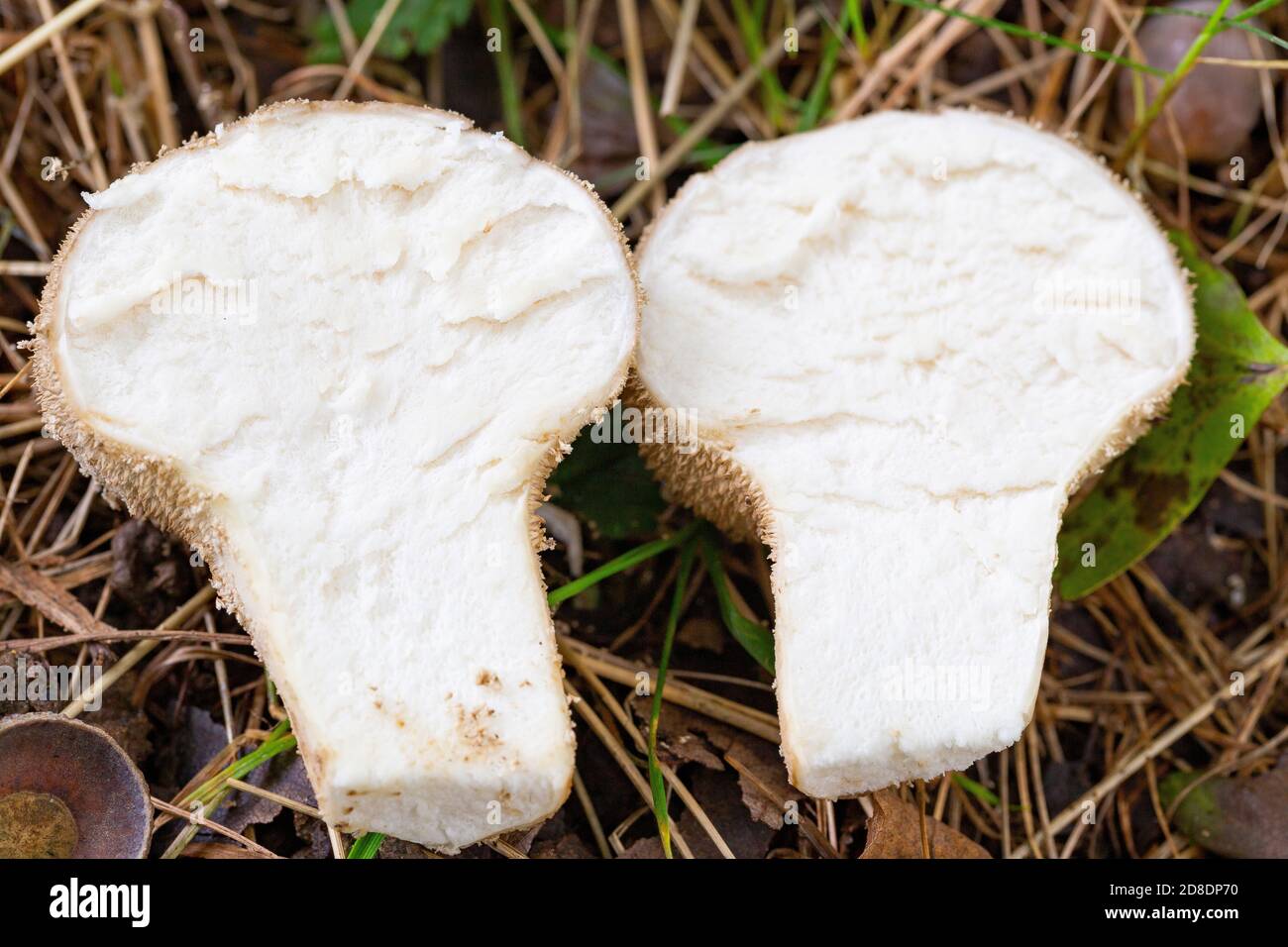 Cross section of Lycoperdon perlatum Stock Photo - Alamy