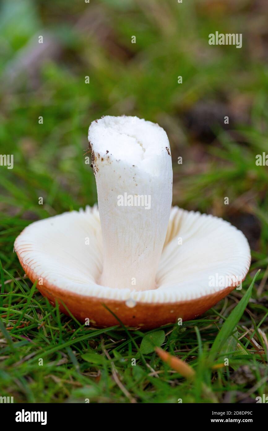 Stipe and gills of Russula emetica Stock Photo - Alamy