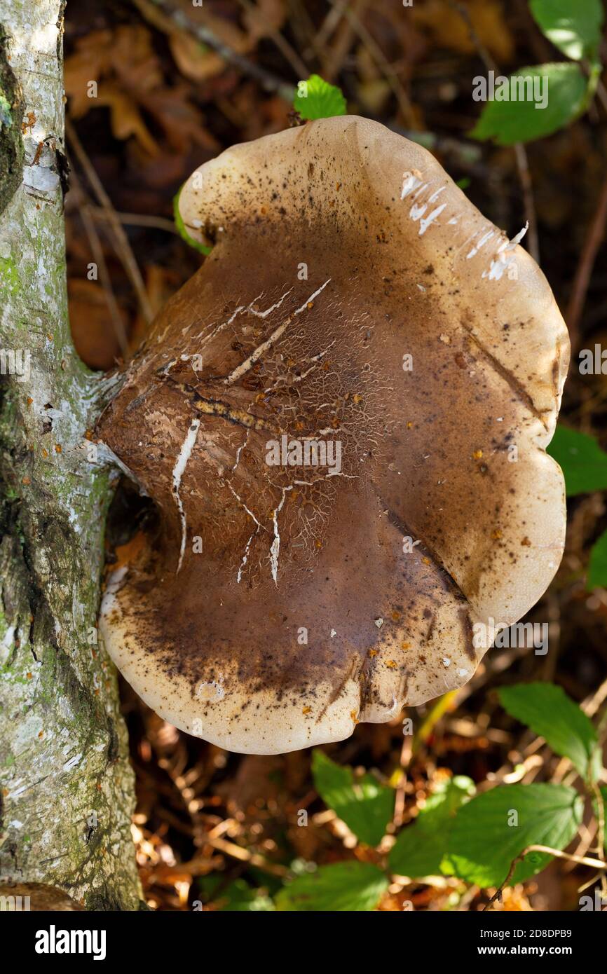 Fomitopsis betulina hi-res stock photography and images - Alamy