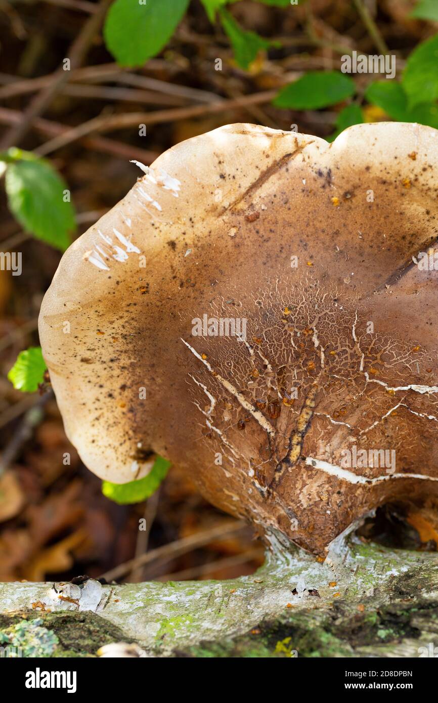 Fomitopsis betulina hi-res stock photography and images - Alamy