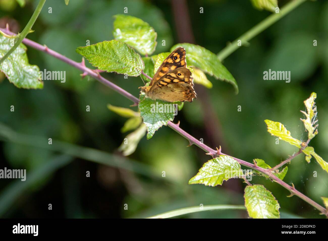 beautiful wood specked butterfly sitting on a bramble Stock Photo - Alamy