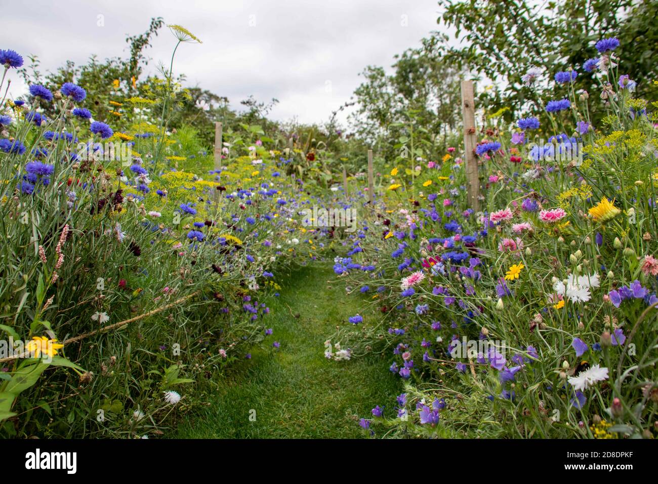 pathway cut through beautiful wild flower meadow Stock Photo - Alamy