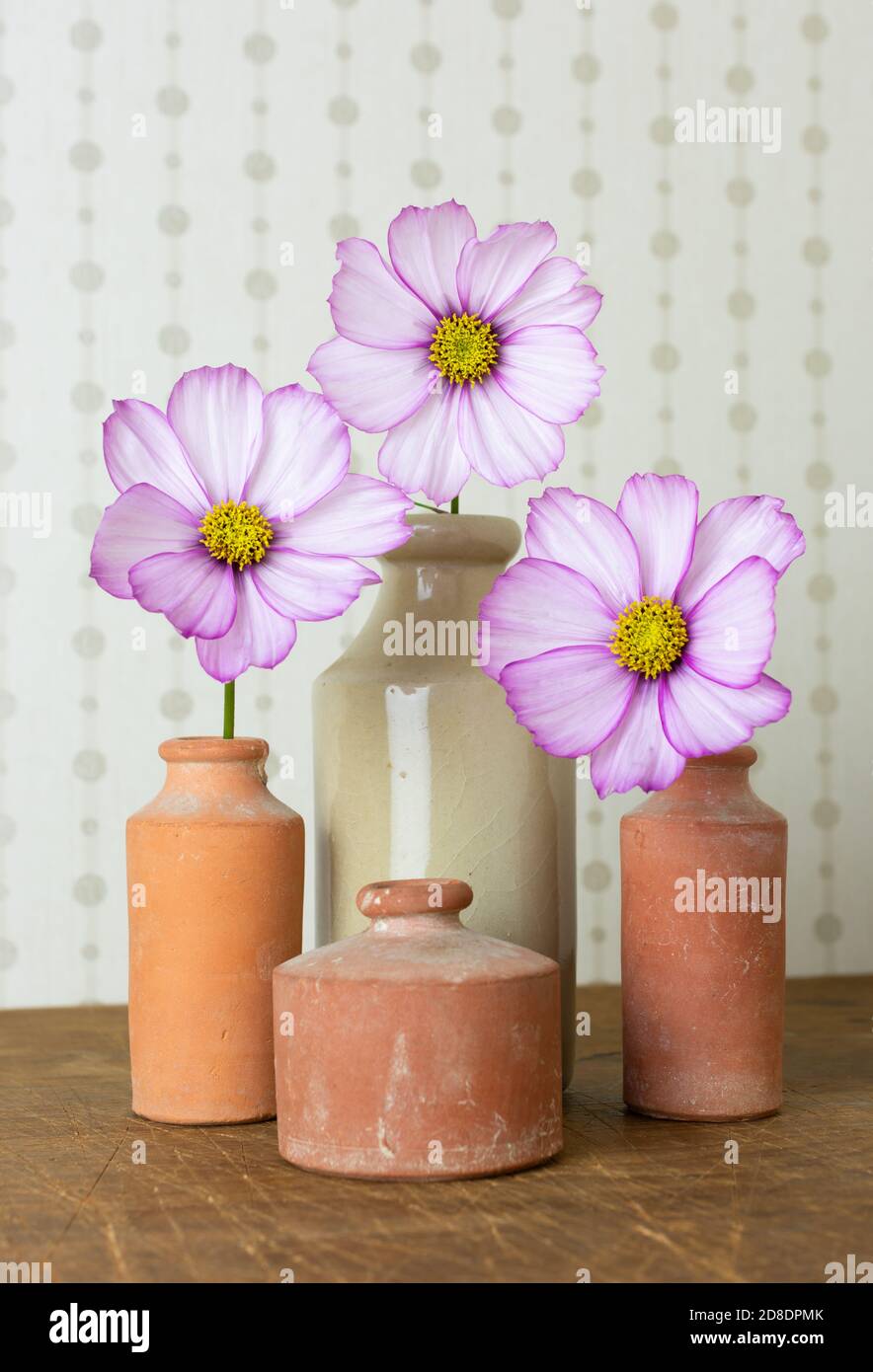 Cosmos flowers in terracotta bottles Stock Photo - Alamy