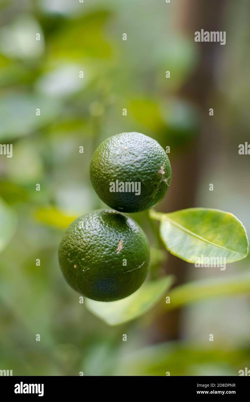 Fresh green raw mandarin hanged on tree Stock Photo - Alamy