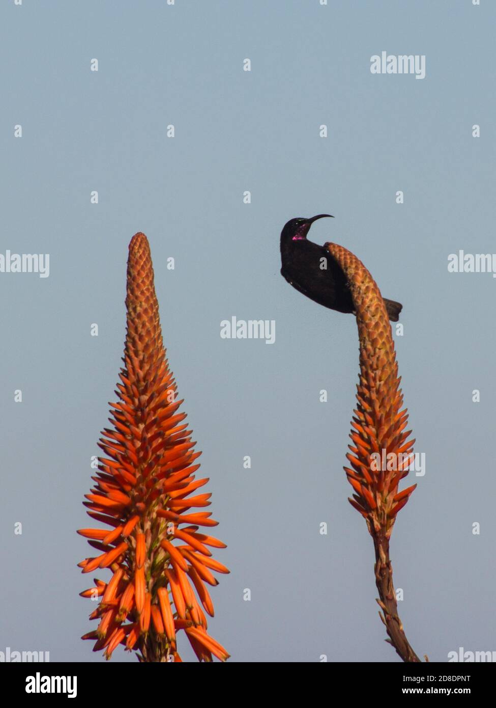 Male amethyst sunbird hi-res stock photography and images - Alamy