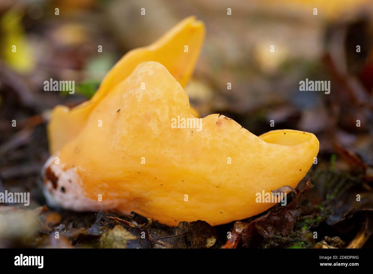 Otidea onotica hi-res stock photography and images - Alamy