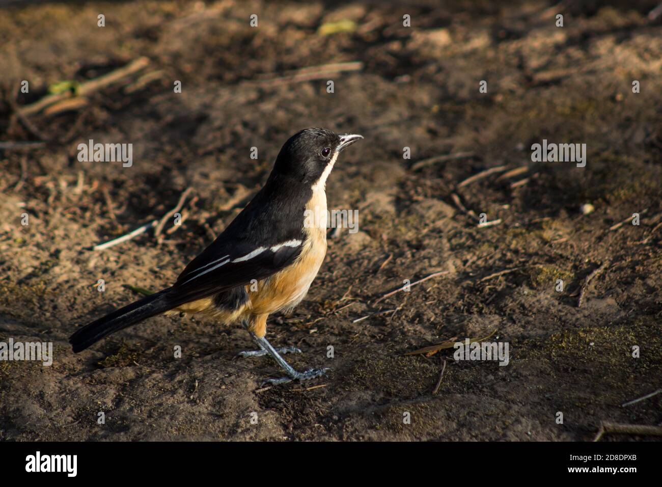 African insectivore hi-res stock photography and images - Alamy
