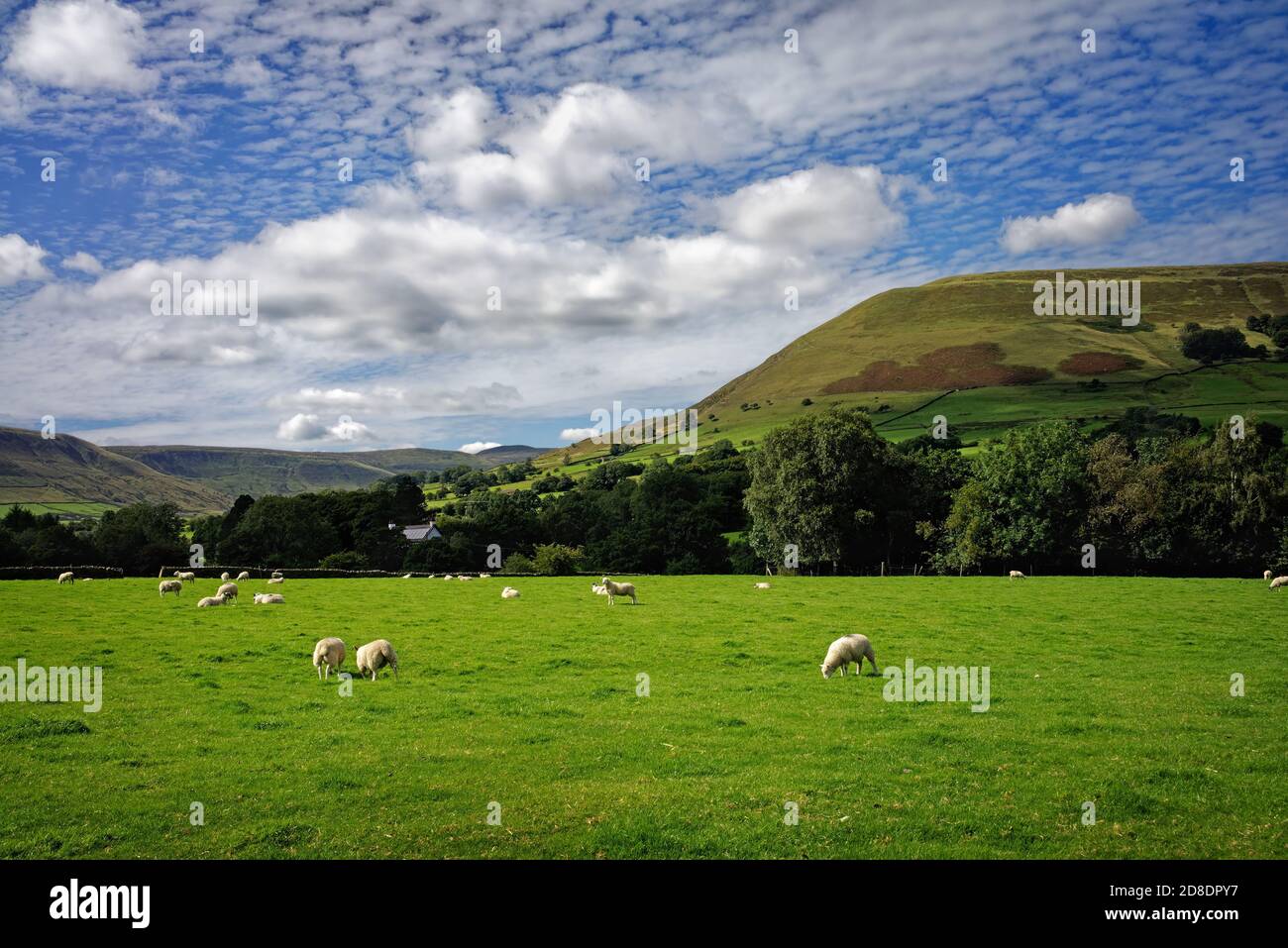 Peak District Sheep High Resolution Stock Photography and Images - Alamy