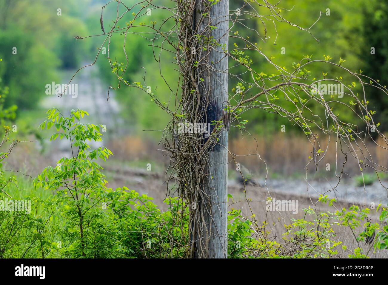 Utility pole hi-res stock photography and images - Alamy