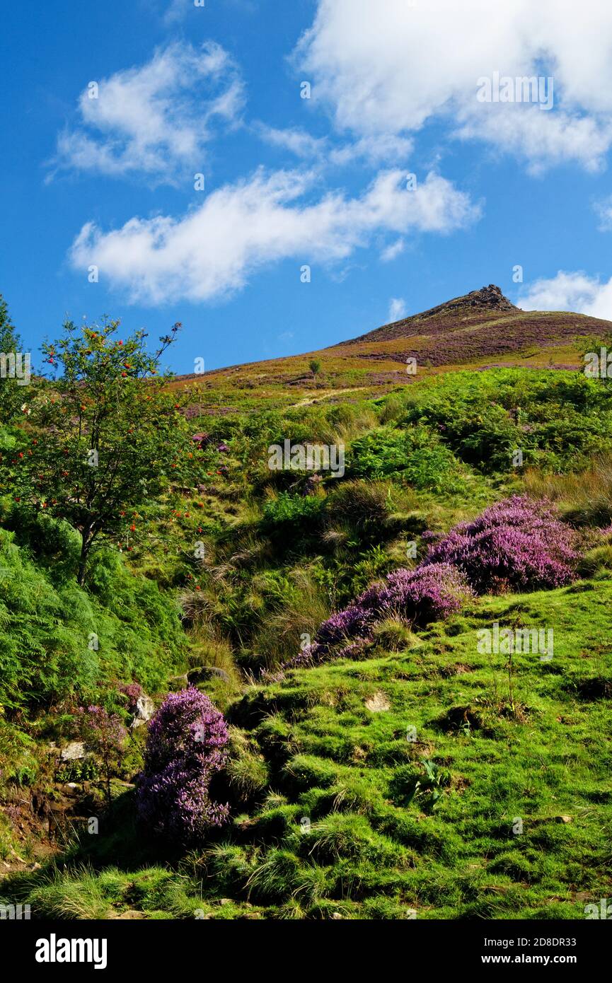 UK,Derbyshire,Peak District,Edale,Golden Clough looking towards Ringing ...