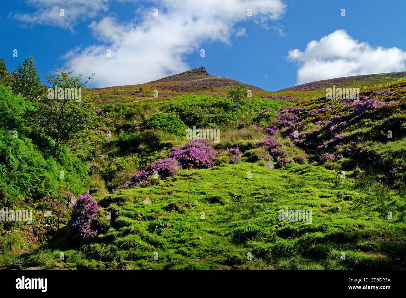 Ringing roger hi-res stock photography and images - Alamy