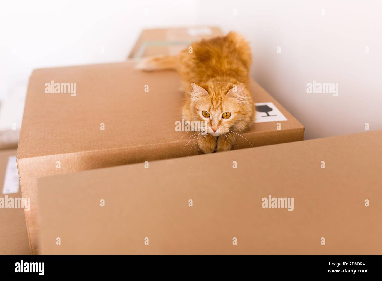 Cute ginger cat in cardboard box on floor at home Stock Photo - Alamy
