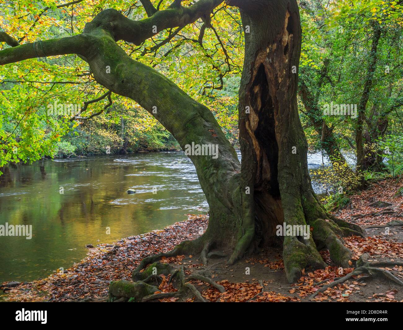 Autumn tree by the River Nidd in Nidd Gorge Woods near Knaresborough ...