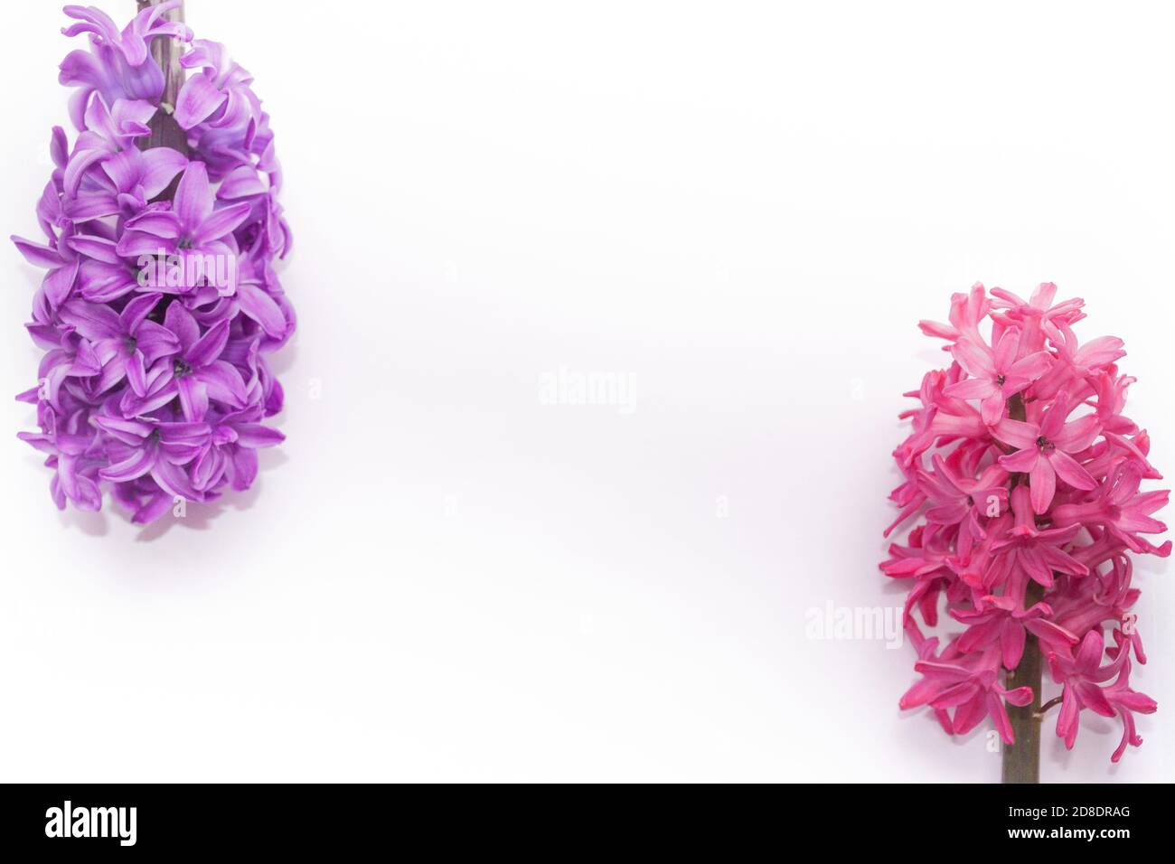 inflorescence of pink purple hyacinth flower isolated on white ...