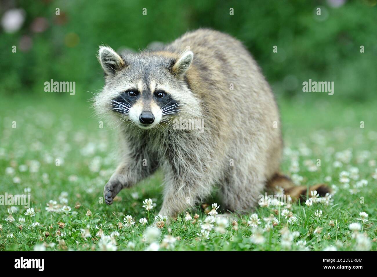 A raccoon eating on on a field of grass Stock Photo - Alamy
