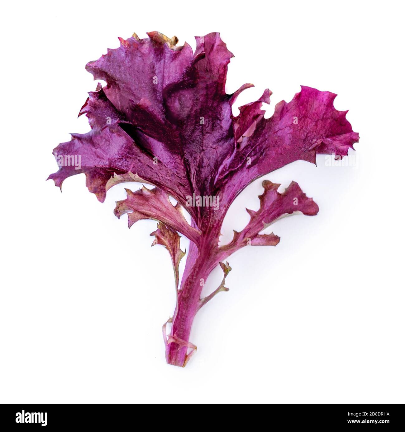 Cos lechuga hi-res stock photography and images - Alamy