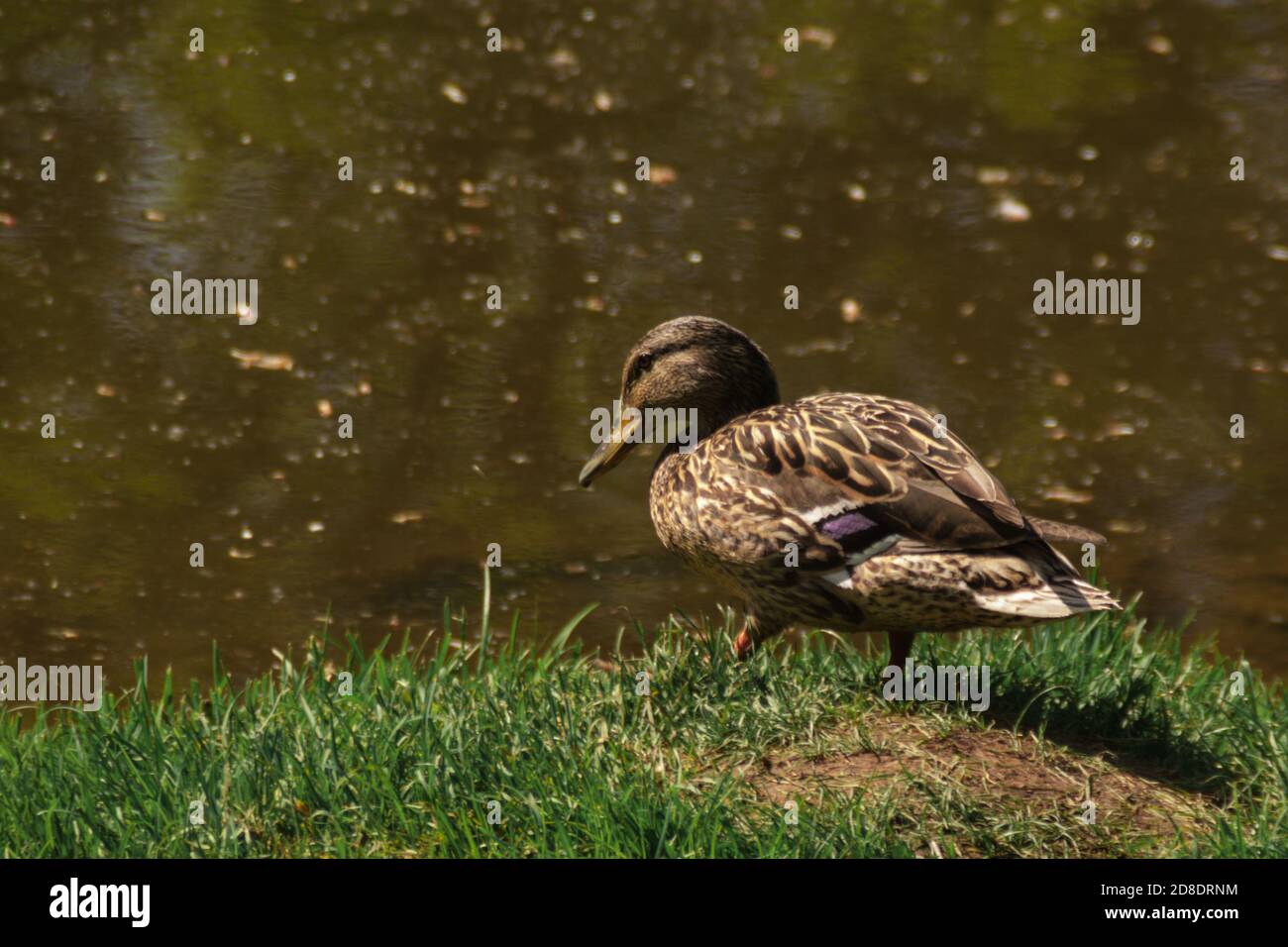 brown beige duck sitting on the green spring grass at the river side ...