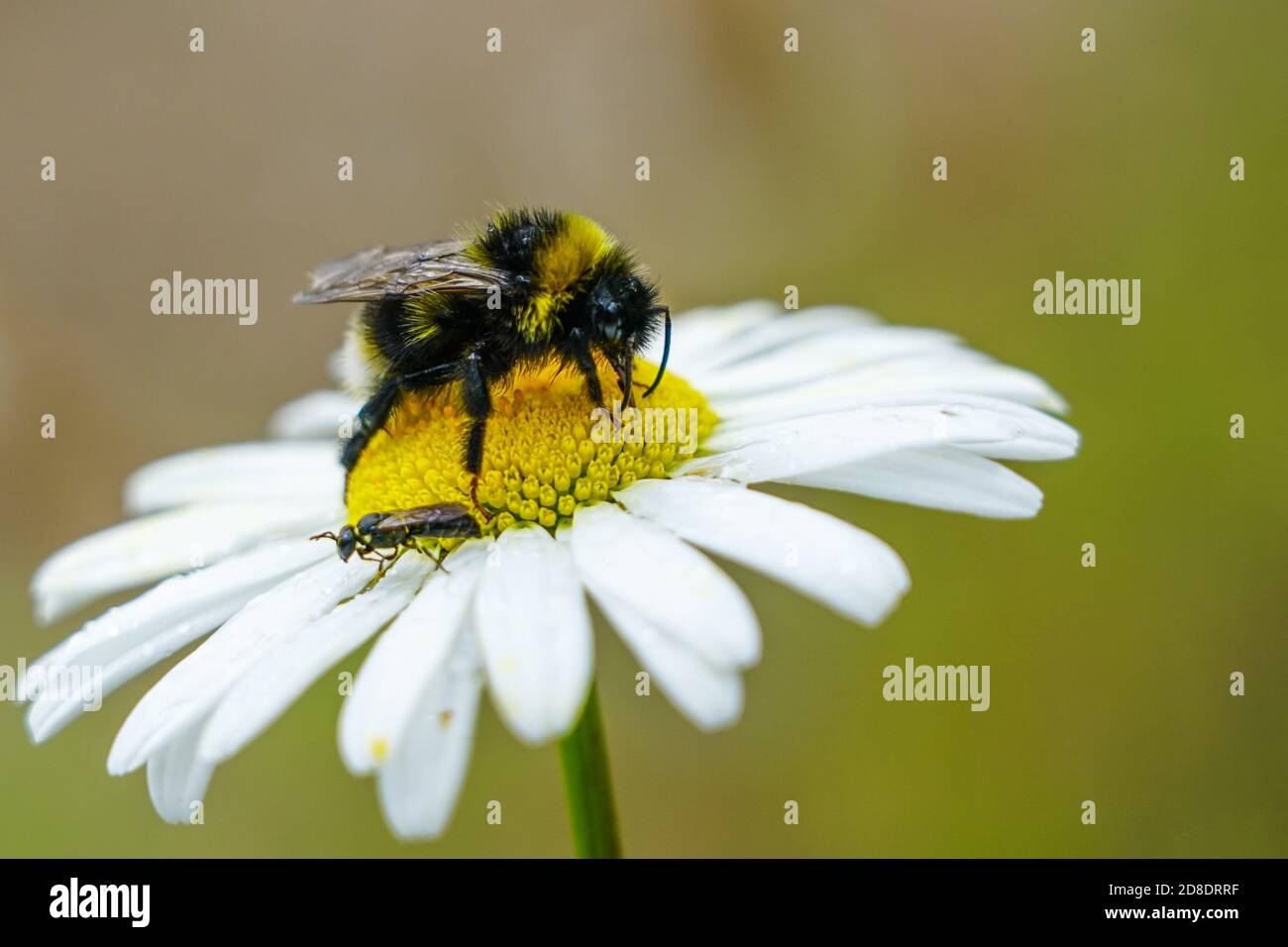 Bumblebee sucking nectar from beautiful hi-res stock photography and images - Alamy