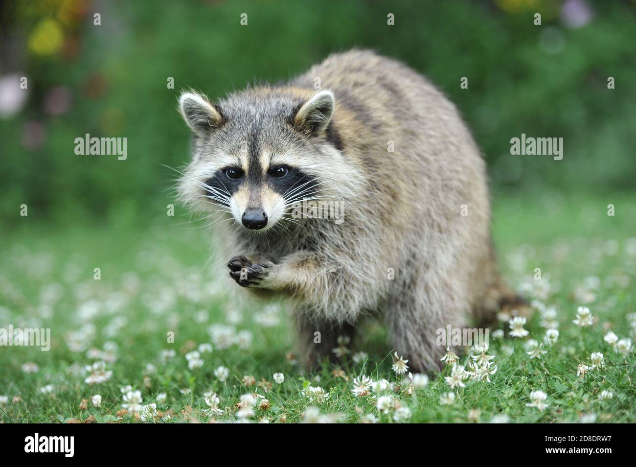 A raccoon eating on on a field of grass Stock Photo - Alamy
