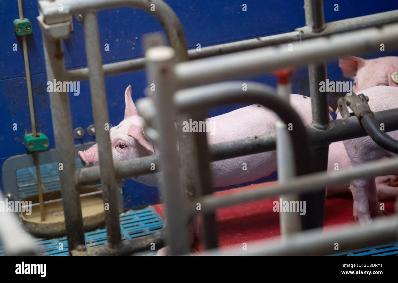 Fattening piglet hi-res stock photography and images - Alamy