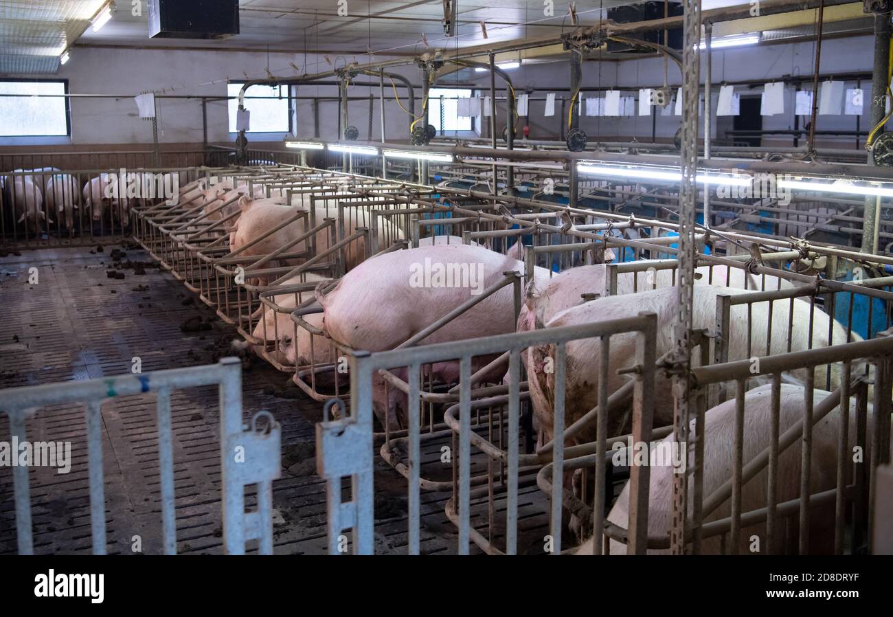 29 October 2020, Bavaria, Fürstenzell: Pigs stand on the farm of a ...