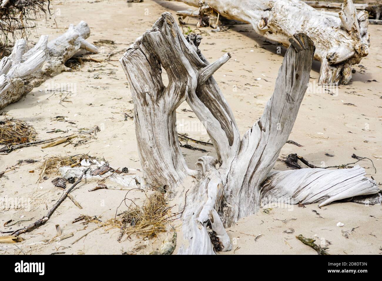 various interesting forms of seawater washed dry tree roots by the sea ...