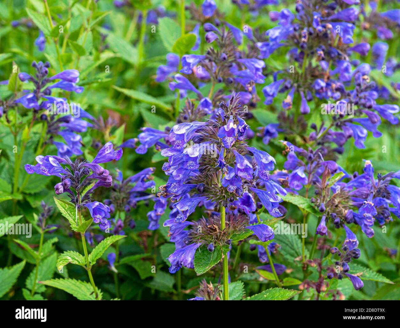 Blue nepeta hi-res stock photography and images - Alamy