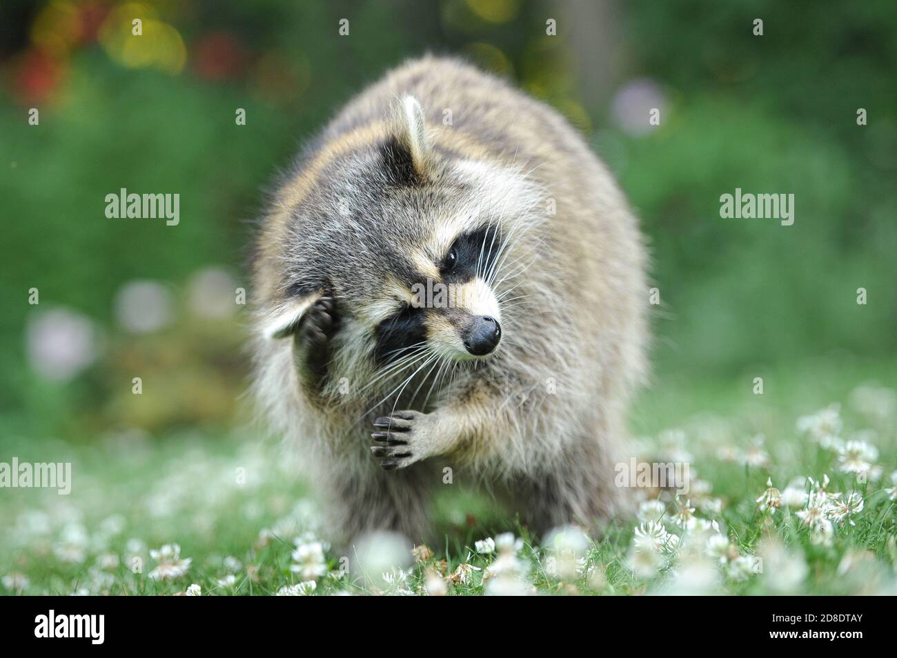 Raccoon eating hi-res stock photography and images - Alamy