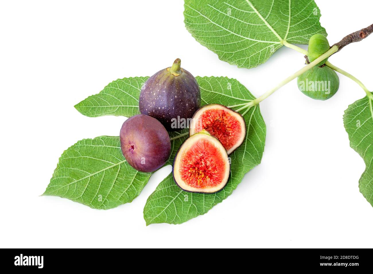 Fresh Figs on the branch with leaves isolated on white background. Fig ...