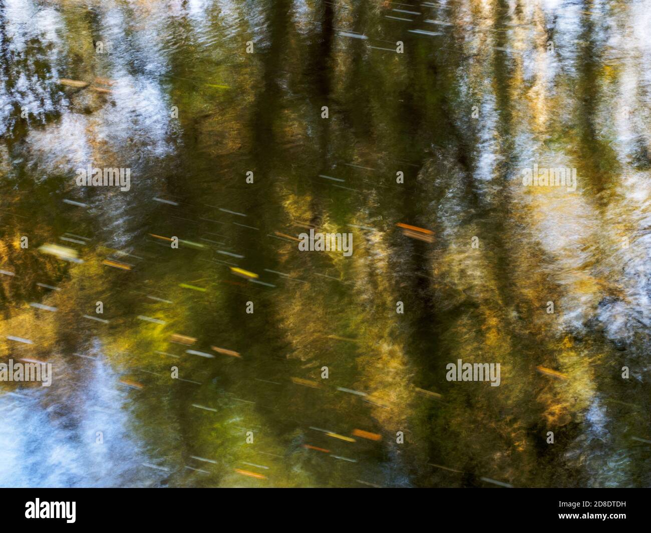 Abstract autumn tree reflections in the River Nidd in Nidd Gorge Woods ...