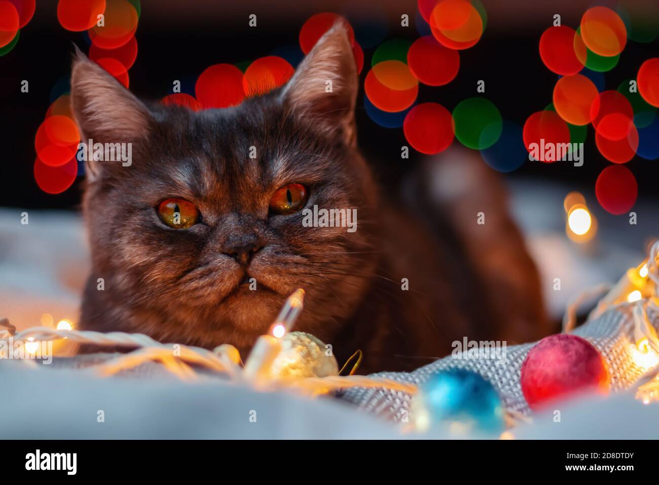 Multi colored cat hi-res stock photography and images - Alamy