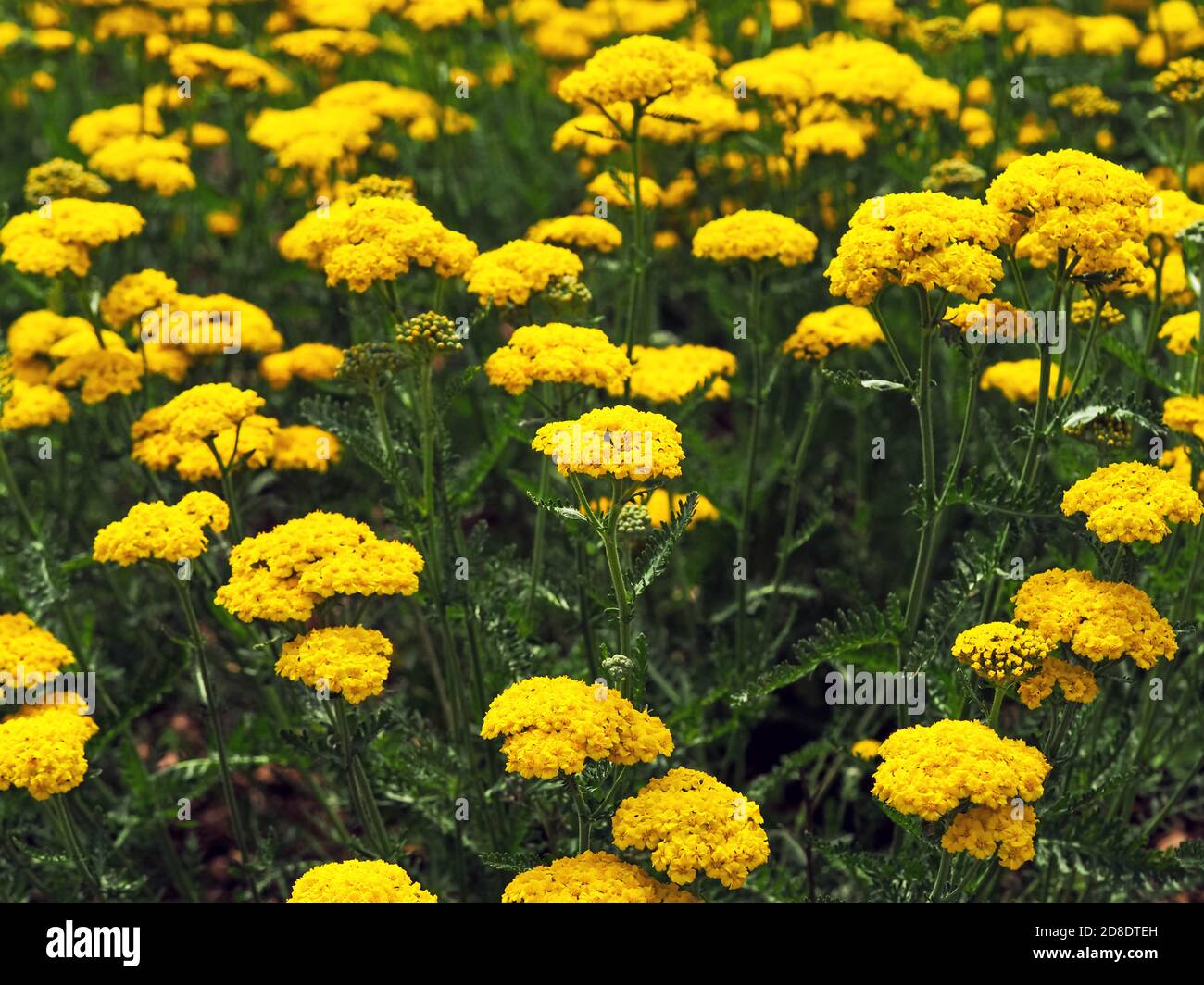 Yellow yarrow flowers hi-res stock photography and images - Alamy