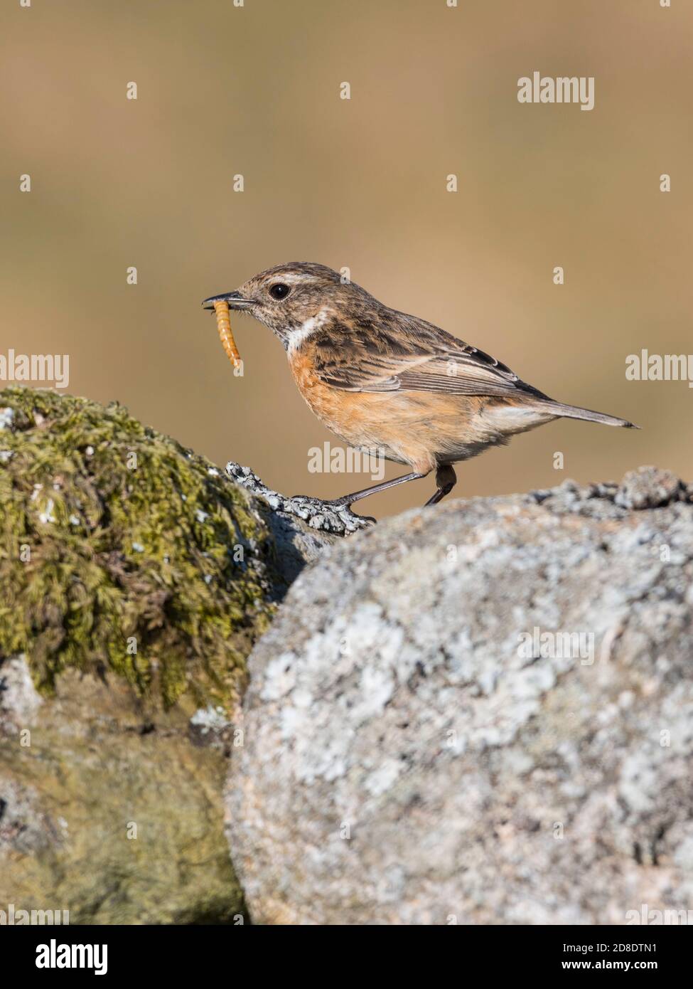 Female Stonechat, Saxicola rubicola, Dumfries & Galloway, Scotland ...