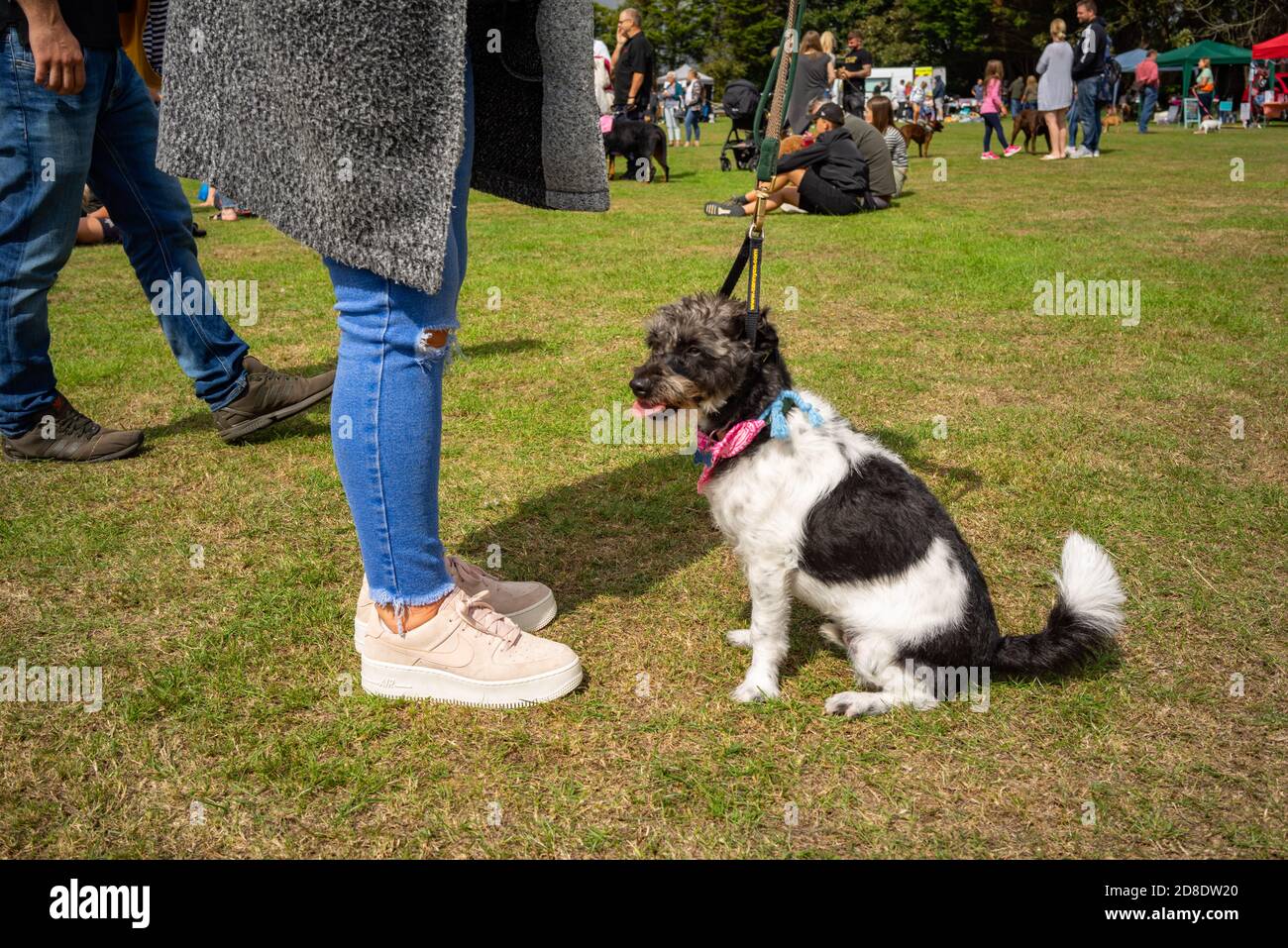 Female dog owner with small mongrel at Climping dog show Stock Photo ...